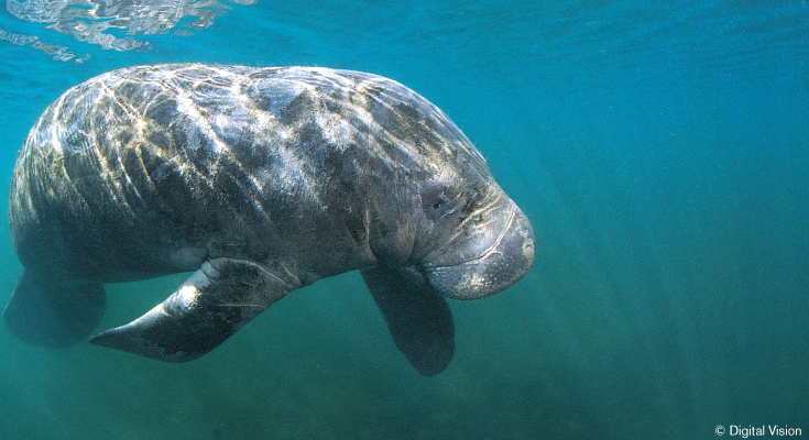 There Really is Magic in Our Ocean - Ocean Conservancy