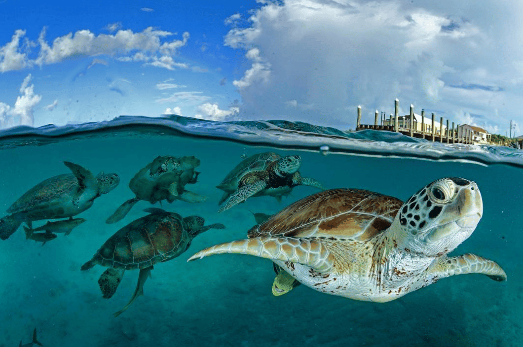 This is the Sea Turtle Pledge You Don't Want to Miss Out on in 2019 ...