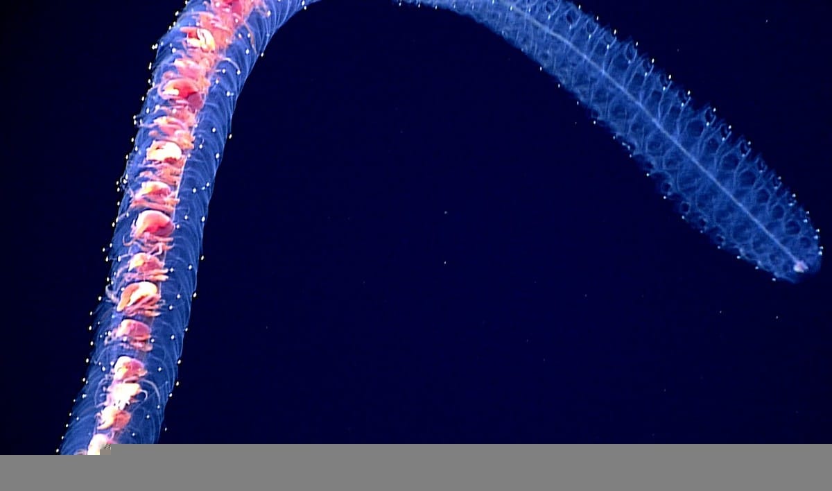 Siphonophores Could Be the Longest Animals in the World - Ocean Conservancy
