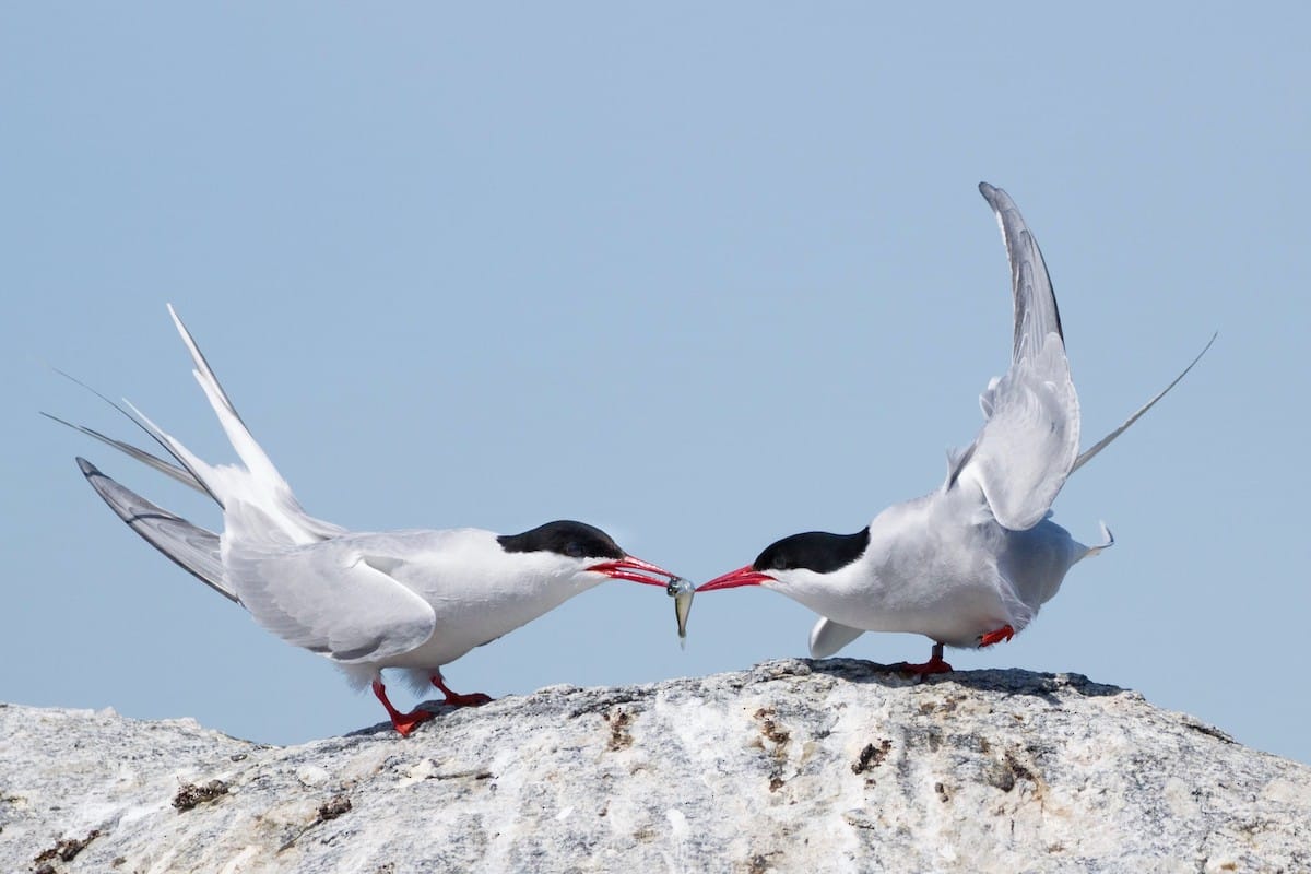 Get to Know the Arctic Tern - Ocean Conservancy