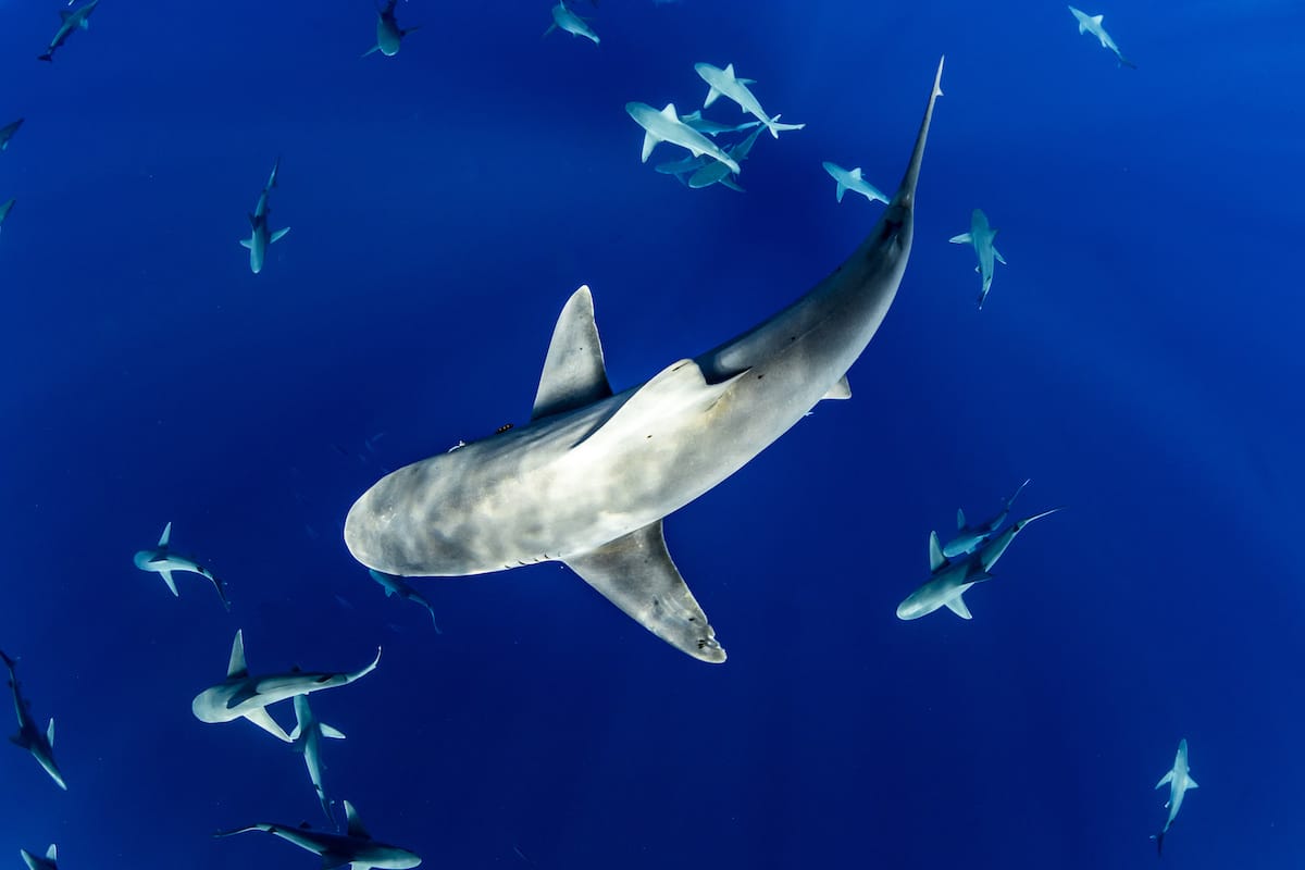 12 Sharks You Should Know - Ocean Conservancy