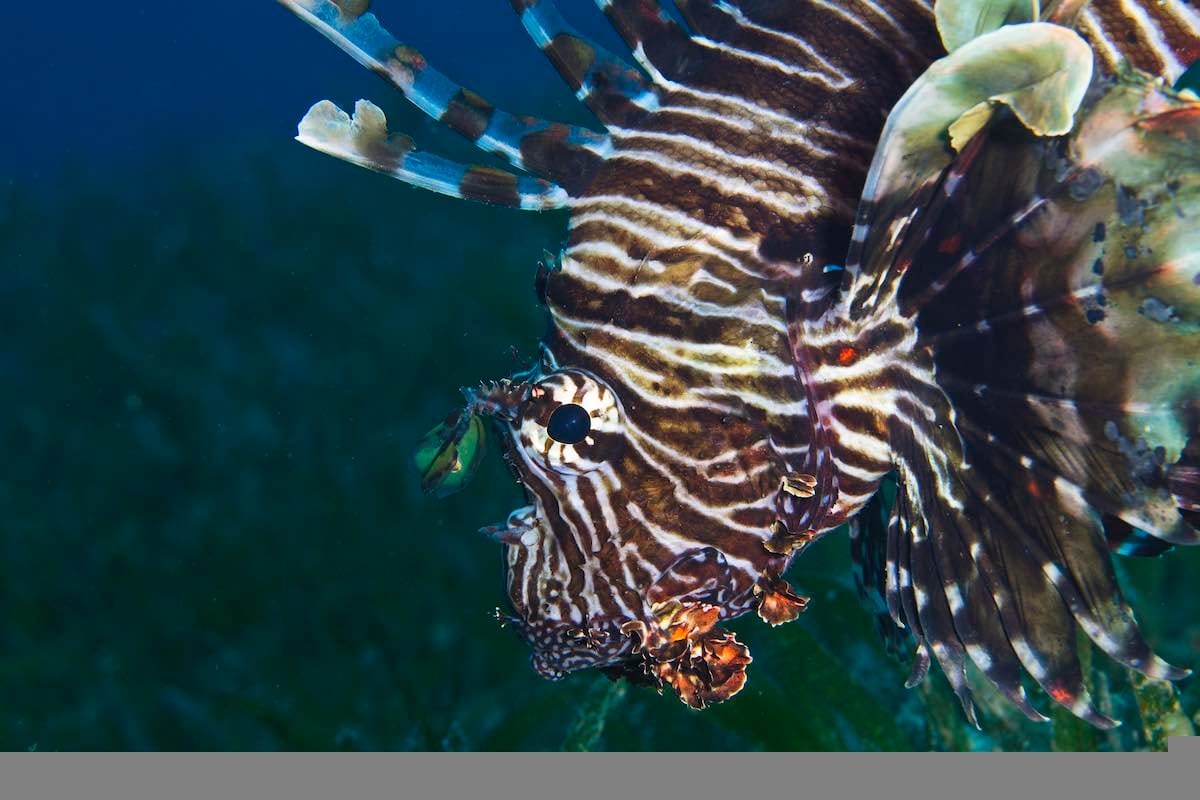 What are Invasive Species, Really? And What Can We Do About Them ...