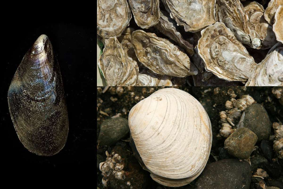 Whats The Difference Between Clams Mussels And Oysters Ocean