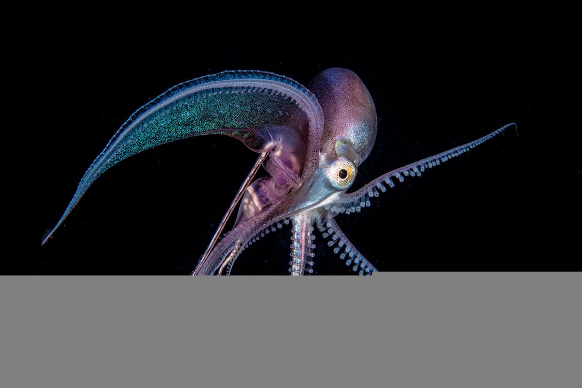 10 Ink-credible Octopus Photos - Ocean Conservancy