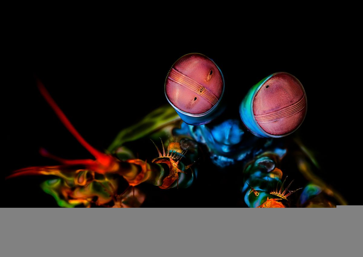 5 Creatures That Have No Bones - Ocean Conservancy