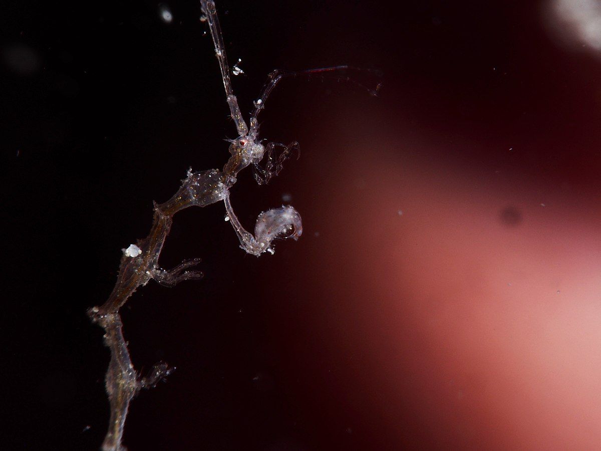 These Creepy Ocean Creatures Are the Stuff of Nightmares - Ocean ...