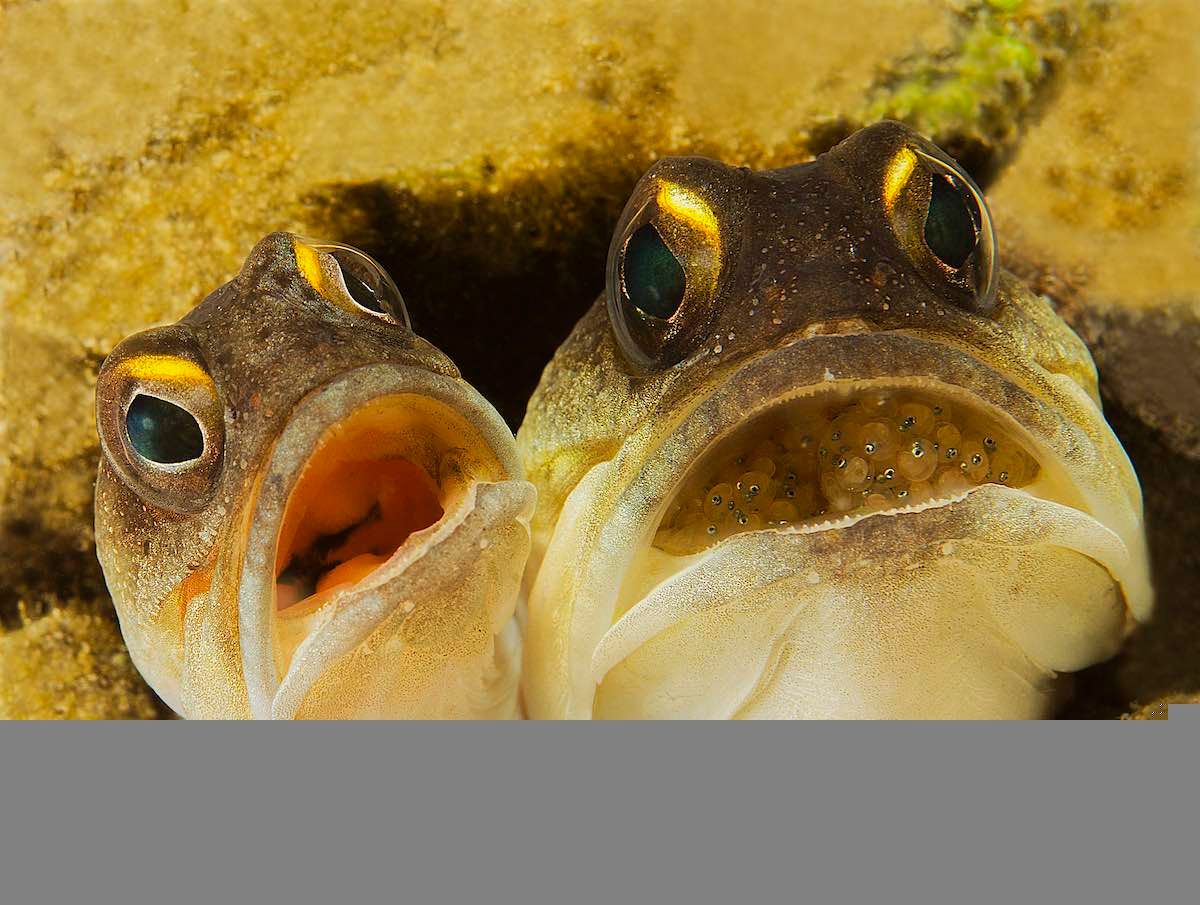 Mouthbrooding Fish Bring Child Care to a New Level - Ocean Conservancy
