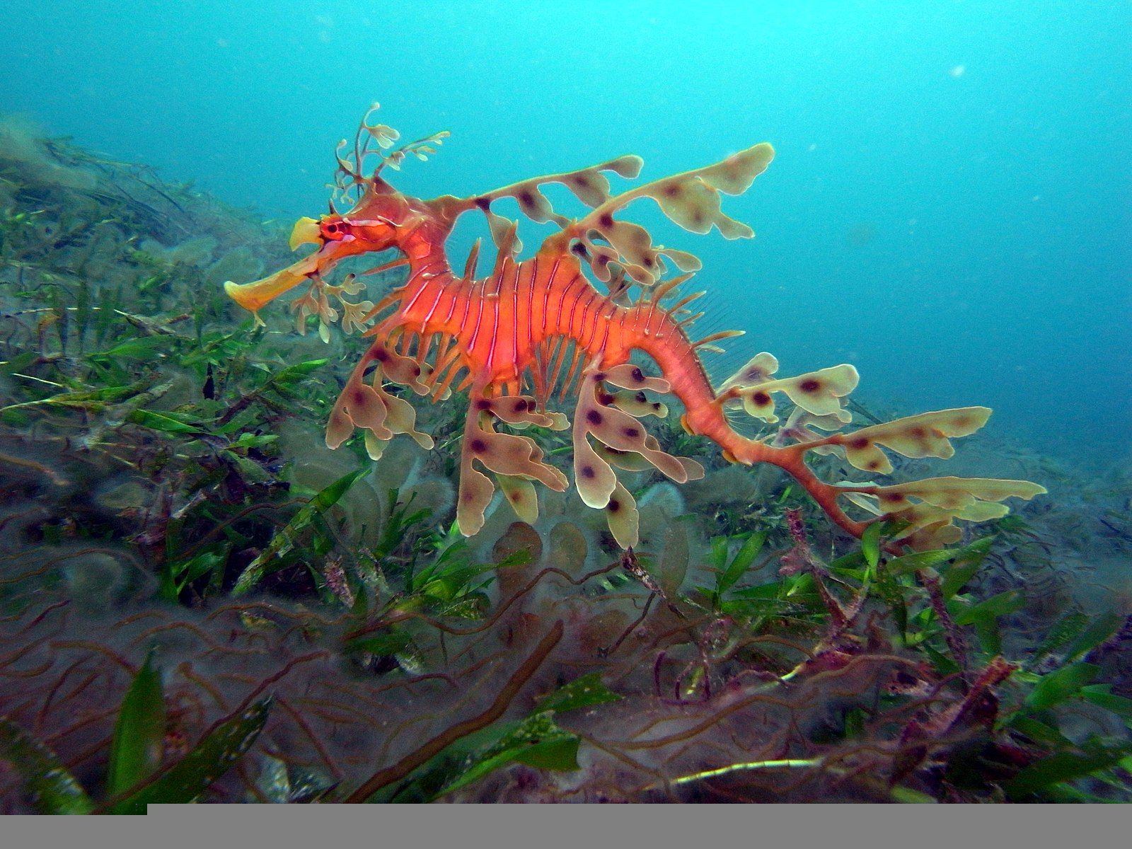 7 Spectacular Facts About Seadragons - Ocean Conservancy