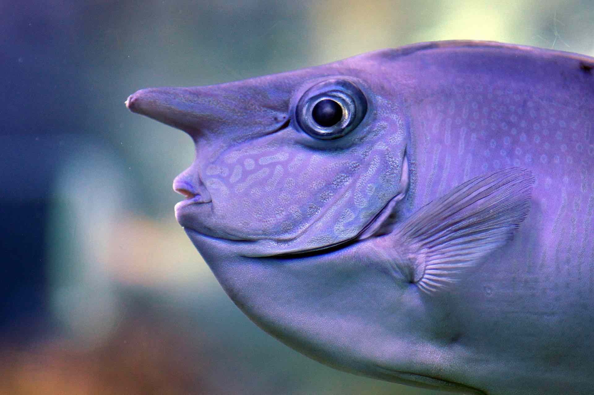 The Unique Unicornfish - Ocean Conservancy