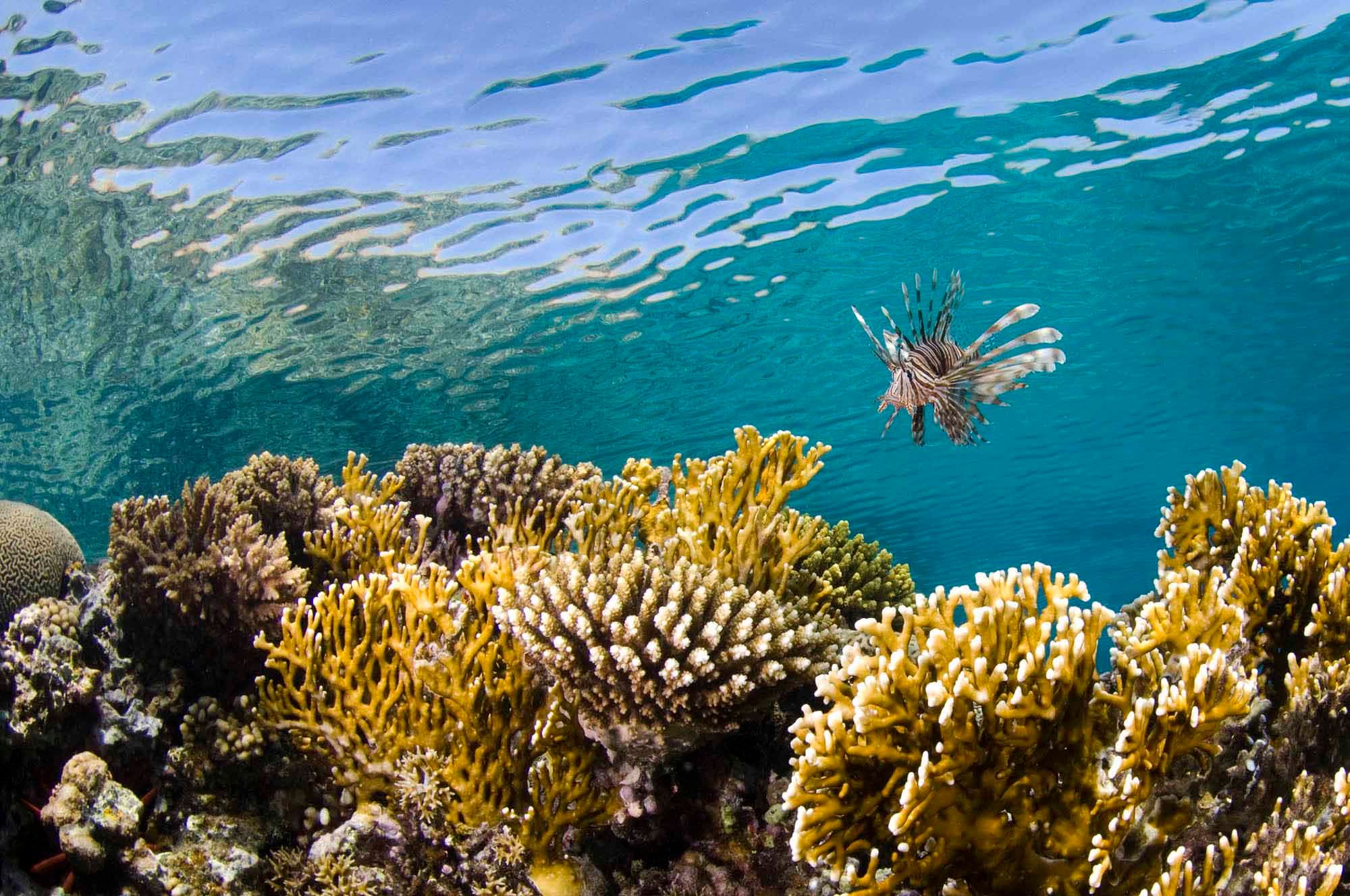 Heat-Resistant Corals Could Help Save Reefs Into the Future - Ocean Conservancy