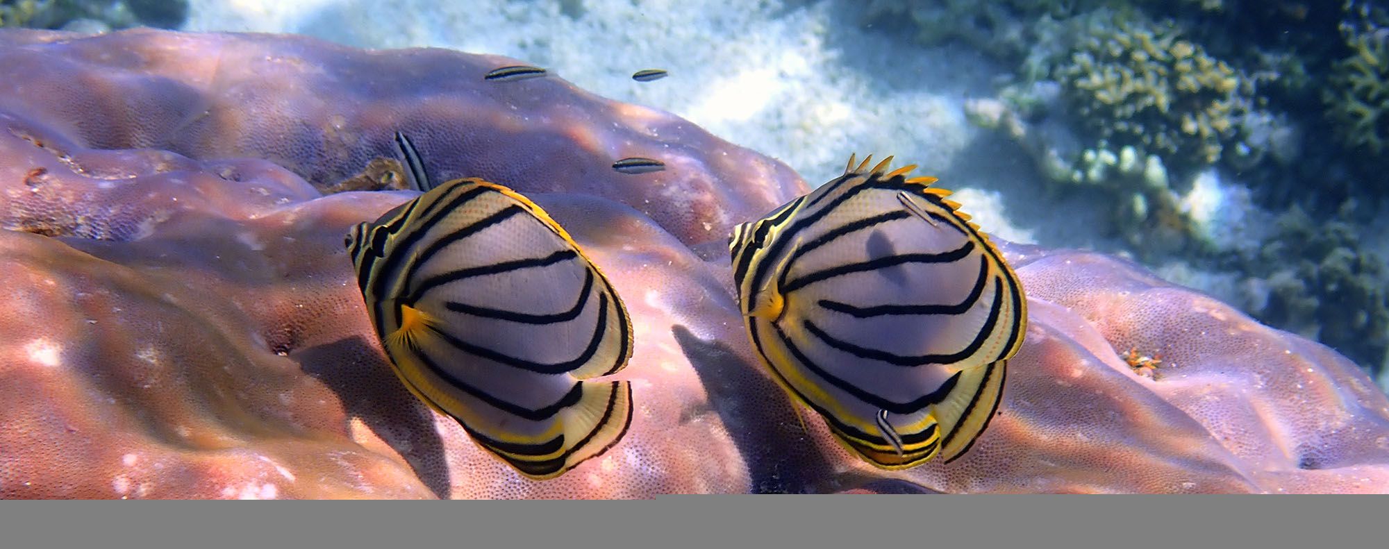 Ocean Animals Who Spark Joy by Tidying Up - Ocean Conservancy