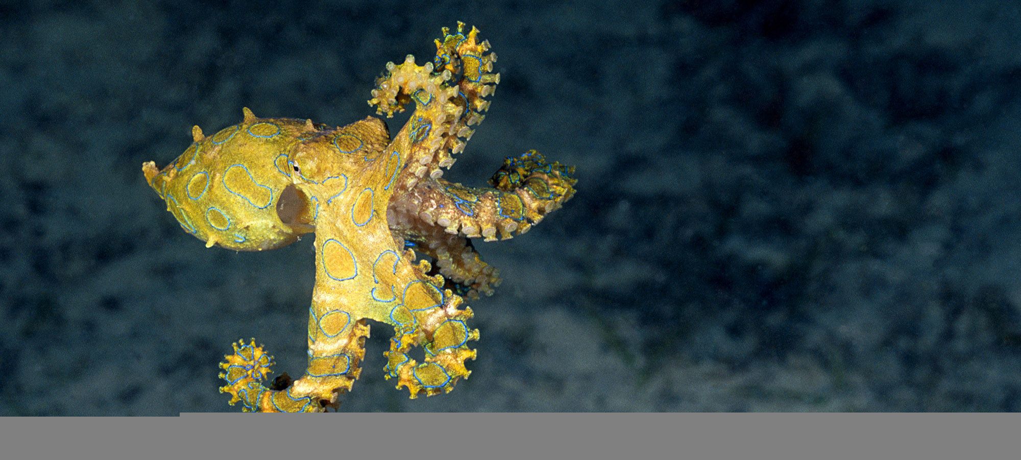 Octopuses are Punching Fish - Ocean Conservancy