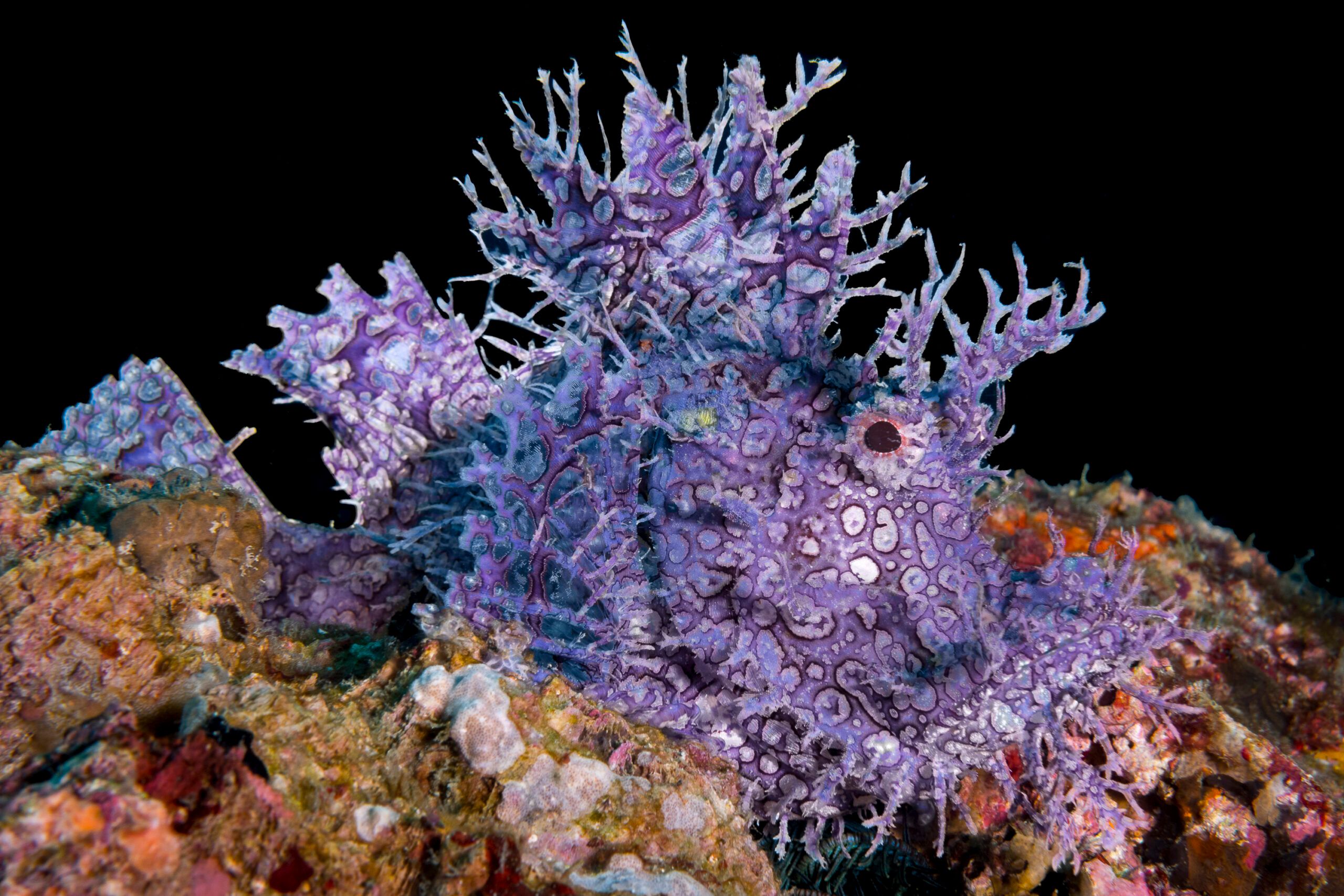 The Difference Between Venomous and Poisonous - Ocean Conservancy