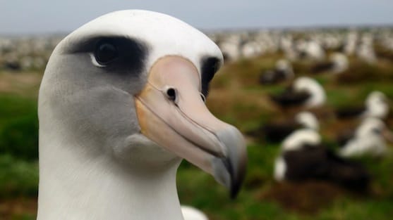An Update on the Amazing Albatross - Ocean Conservancy