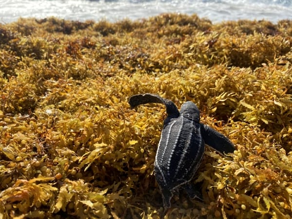 My Favorite Facts About Leatherbacks - Ocean Conservancy