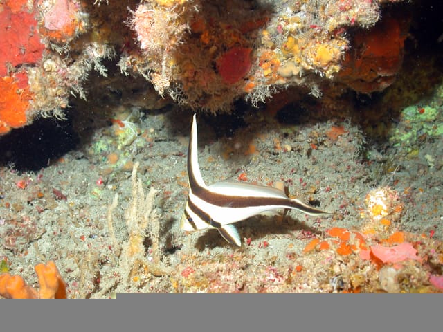 Tripling Protections for Vulnerable Gulf of Mexico Species and Places ...