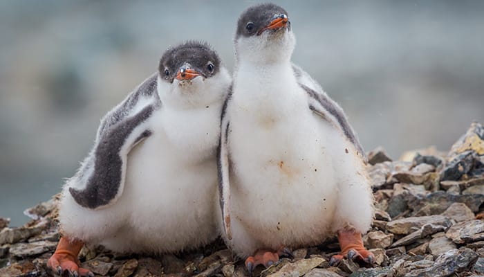 Where Do Ocean Animals Spend the Holidays? - Ocean Conservancy