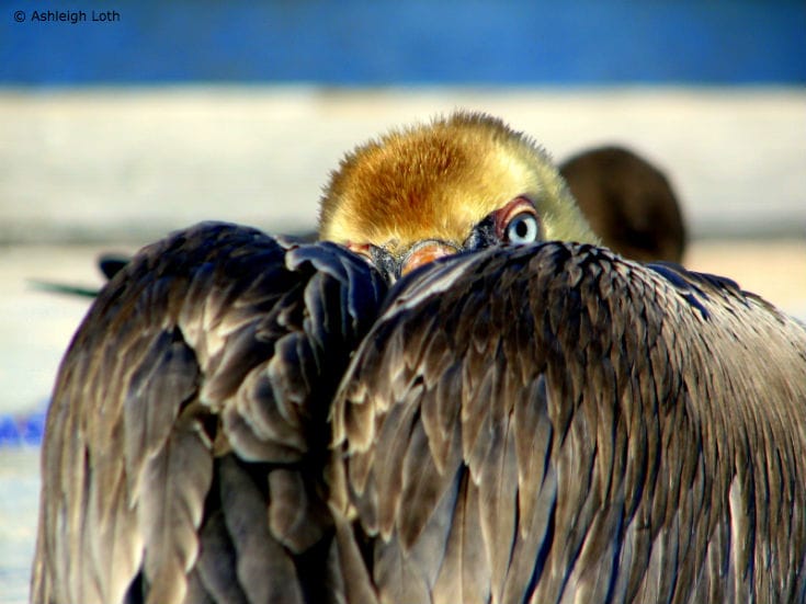 5 Fascinating Seabirds - Ocean Conservancy