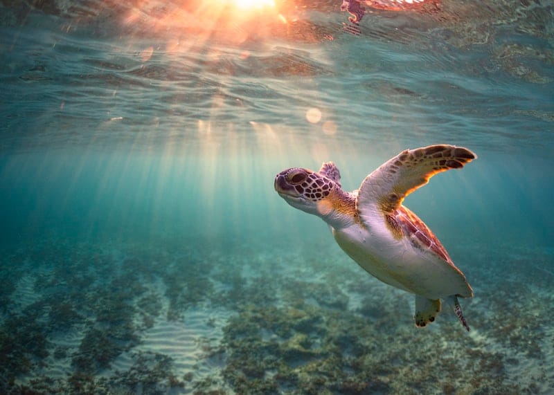 Announcing the 2019 Photo Contest Winners - Ocean Conservancy