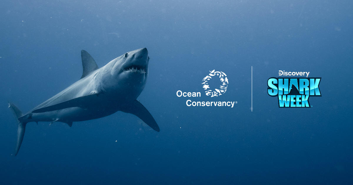 Ocean Conservancy - Shark Week