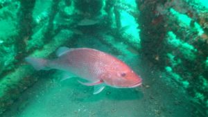 STATEMENT: Controversial State Fishing Exemptions Would Damage Red ...