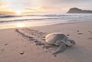 Olive Ridley Sea Turtle - Ocean Conservancy