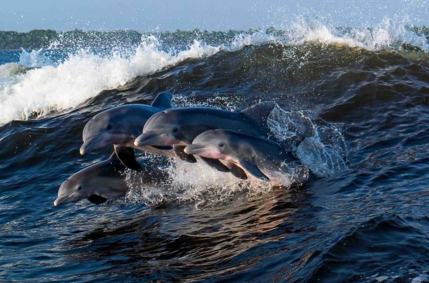 Bottlenose Dolphin - Ocean Conservancy