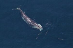 North Atlantic Right Whale - Ocean Conservancy