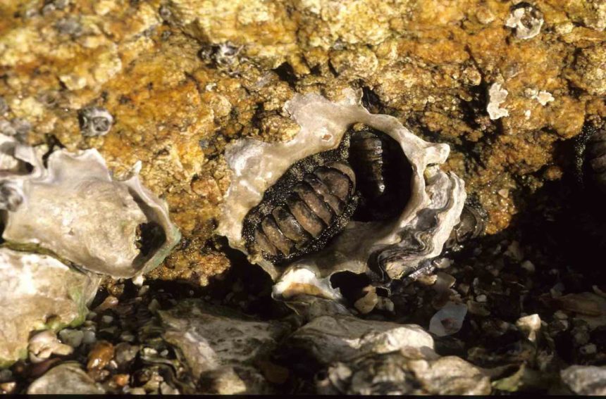 Oyster - Ocean Conservancy