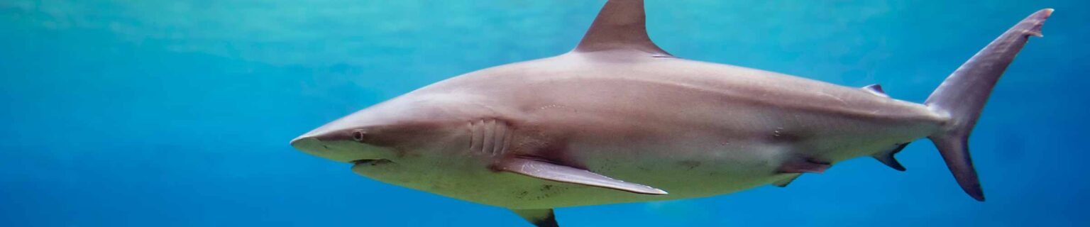 Dusky Shark - Ocean Conservancy