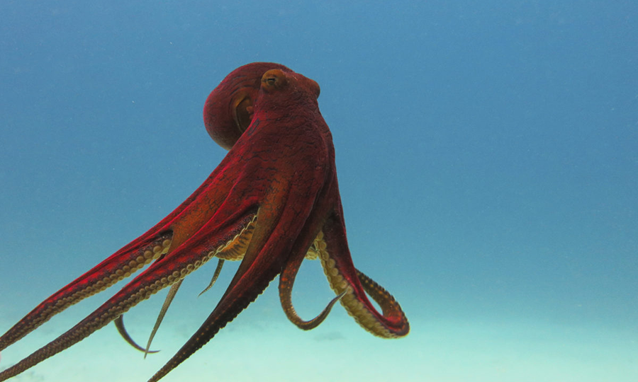 These 8 Reasons Prove the Octopus is a Seriously Awesome Creature ...