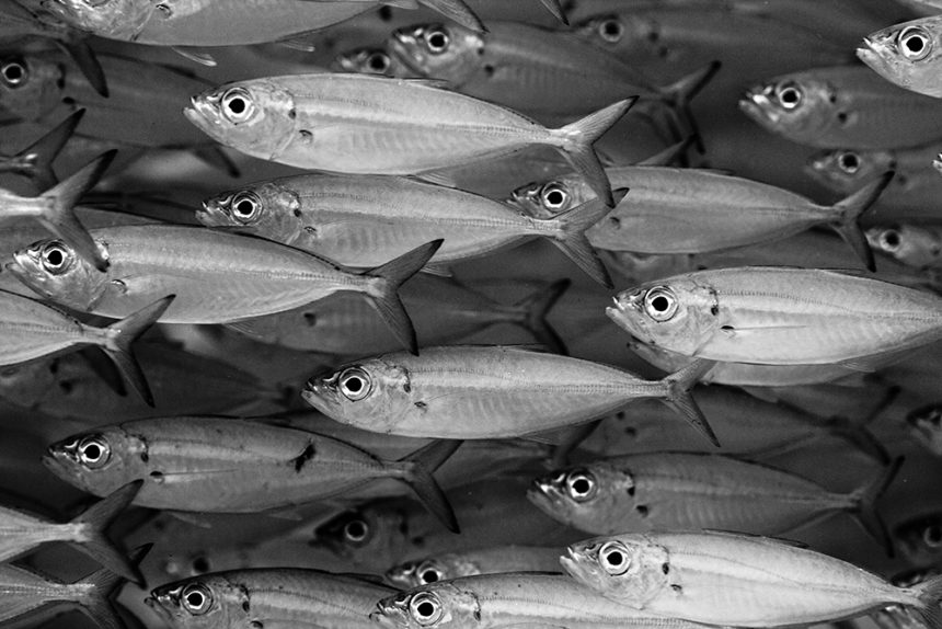 STATEMENT: Supreme Court decision threatens American fisheries, opens ...