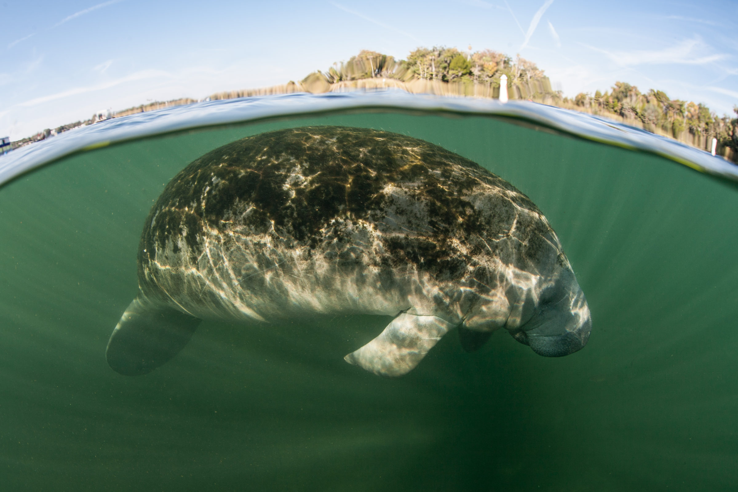 9 Reasons You Can't Help but Love Manatees - Ocean Conservancy