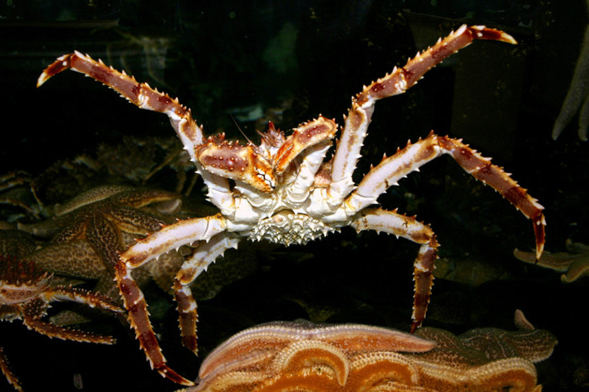 5 Species of Crab to Meet - Ocean Conservancy