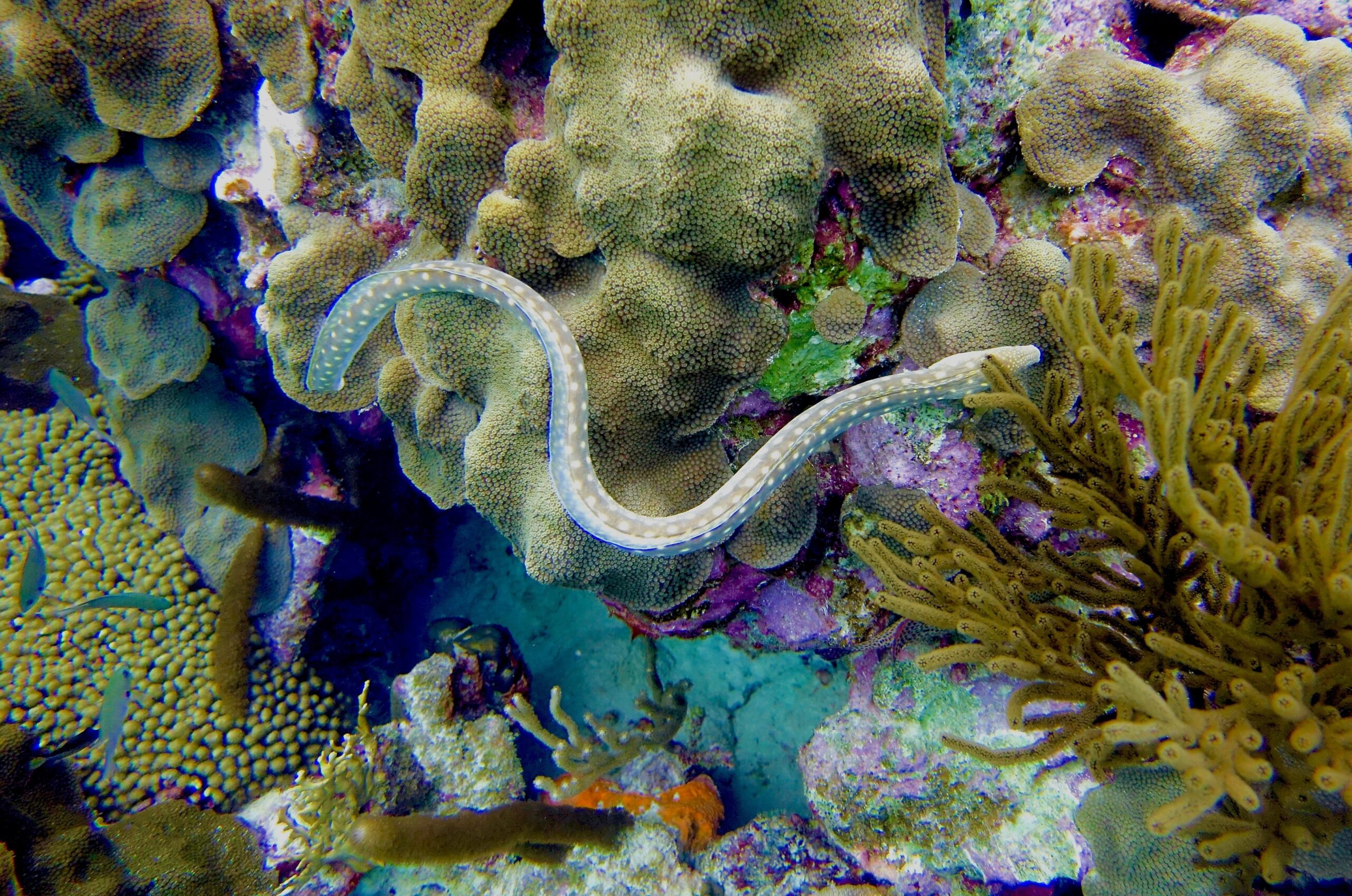 The Difference Between Eels and Sea Snakes - Ocean Conservancy