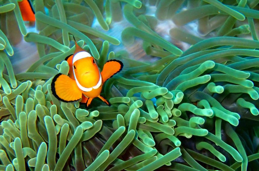 Clownfish - Ocean Conservancy
