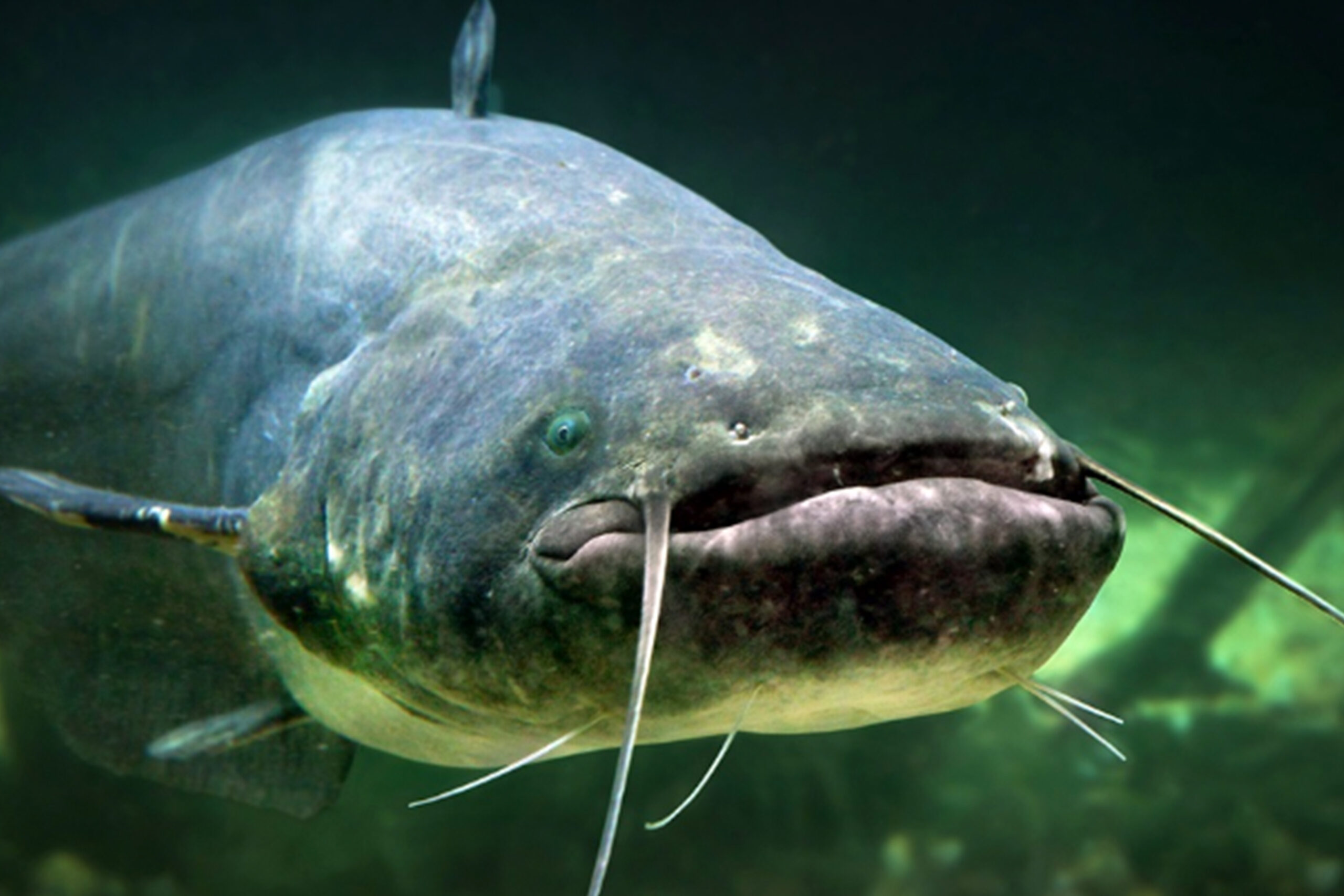 11 Fabulous Fathers with Fins - Ocean Conservancy