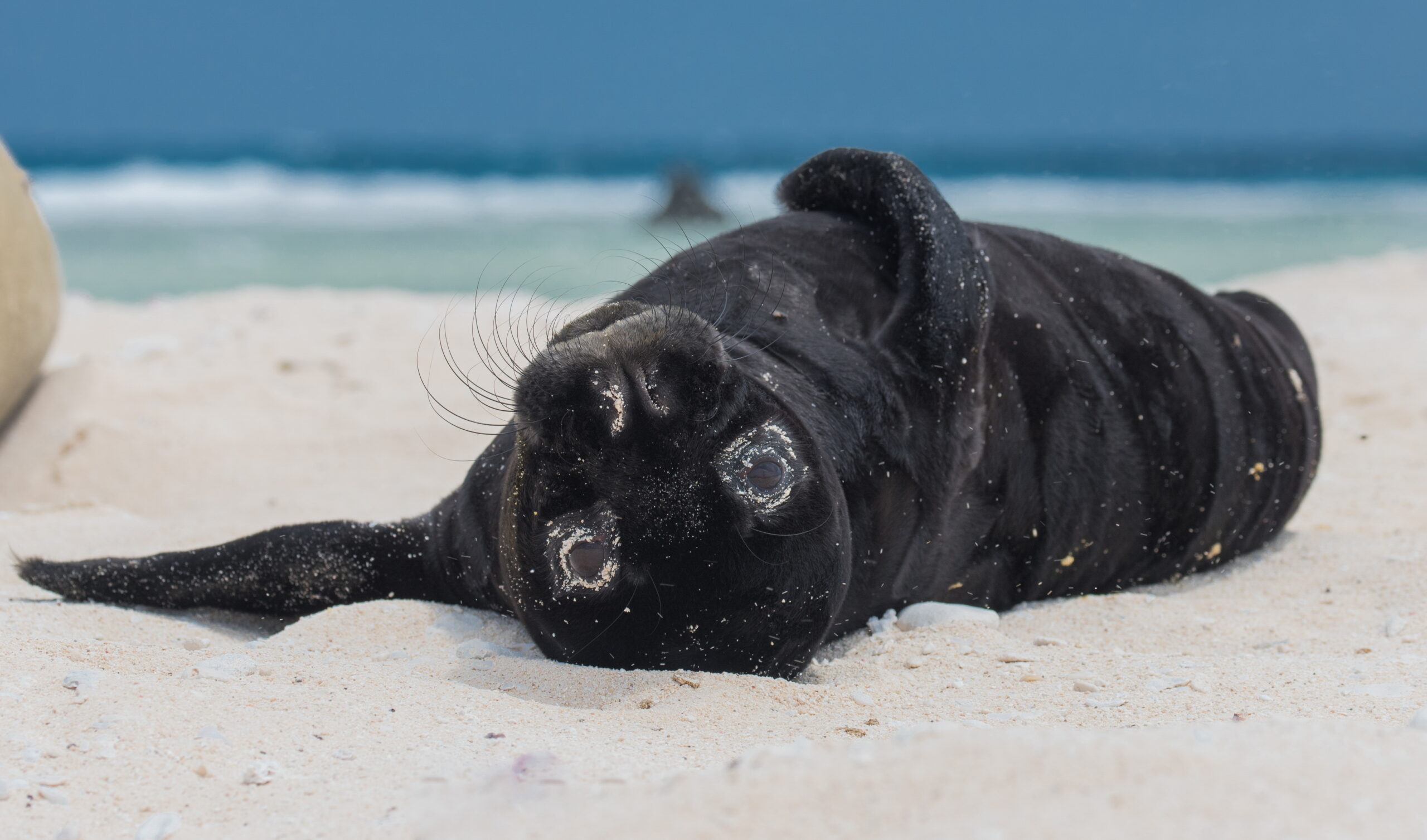 A Guide to Responding to Stranded and Injured Marine Animals - Ocean ...