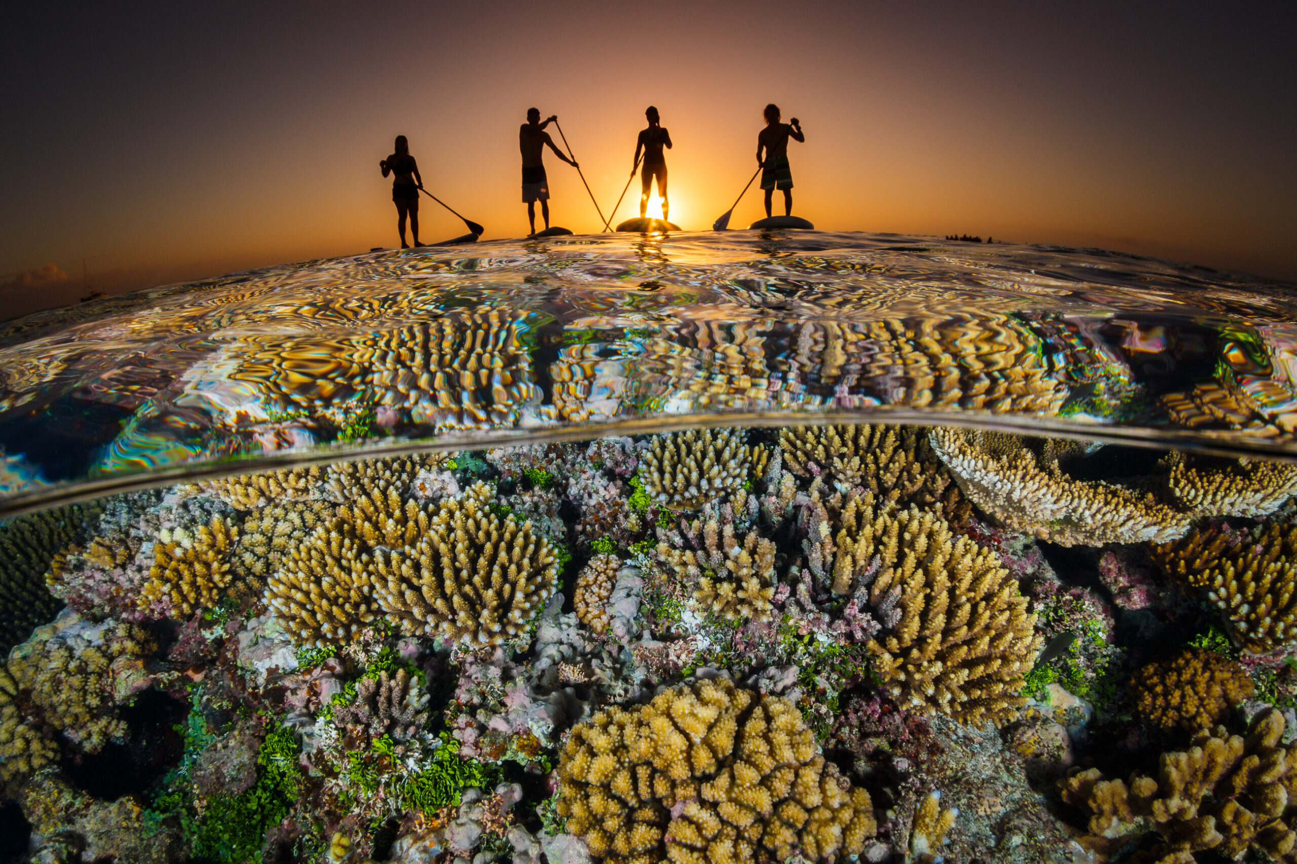 Announcing the Winners of the 2018 Ocean Conservancy Photo Contest ...