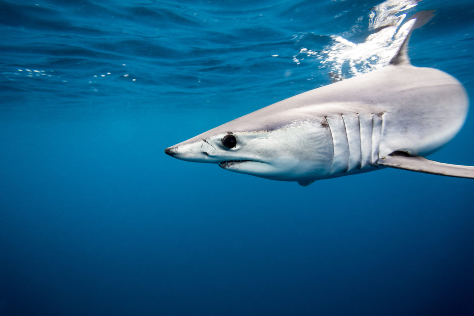 Shortfin Mako Shark Ocean Conservancy