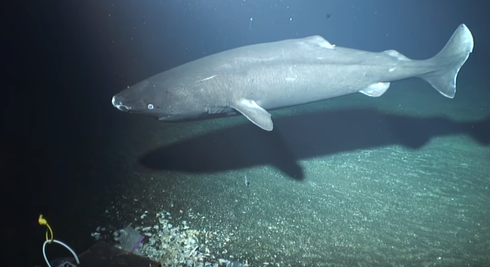 Are There Sharks in the Arctic? - Ocean Conservancy