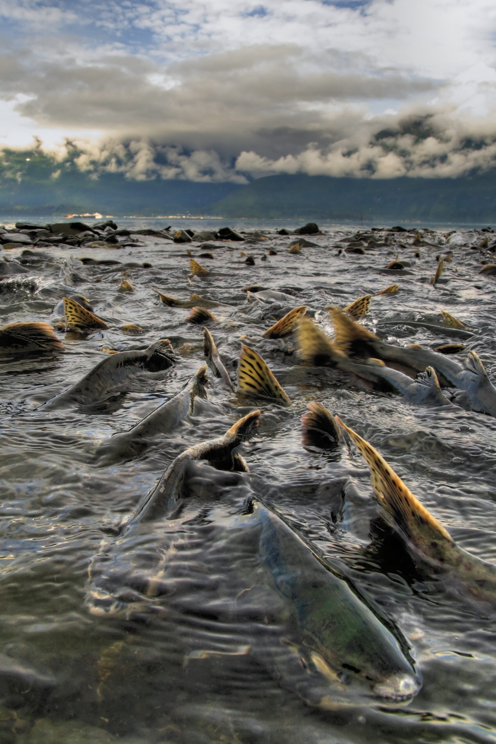Silvery Swimmers: the Heart and Soul of the Pacific Northwest - Ocean ...