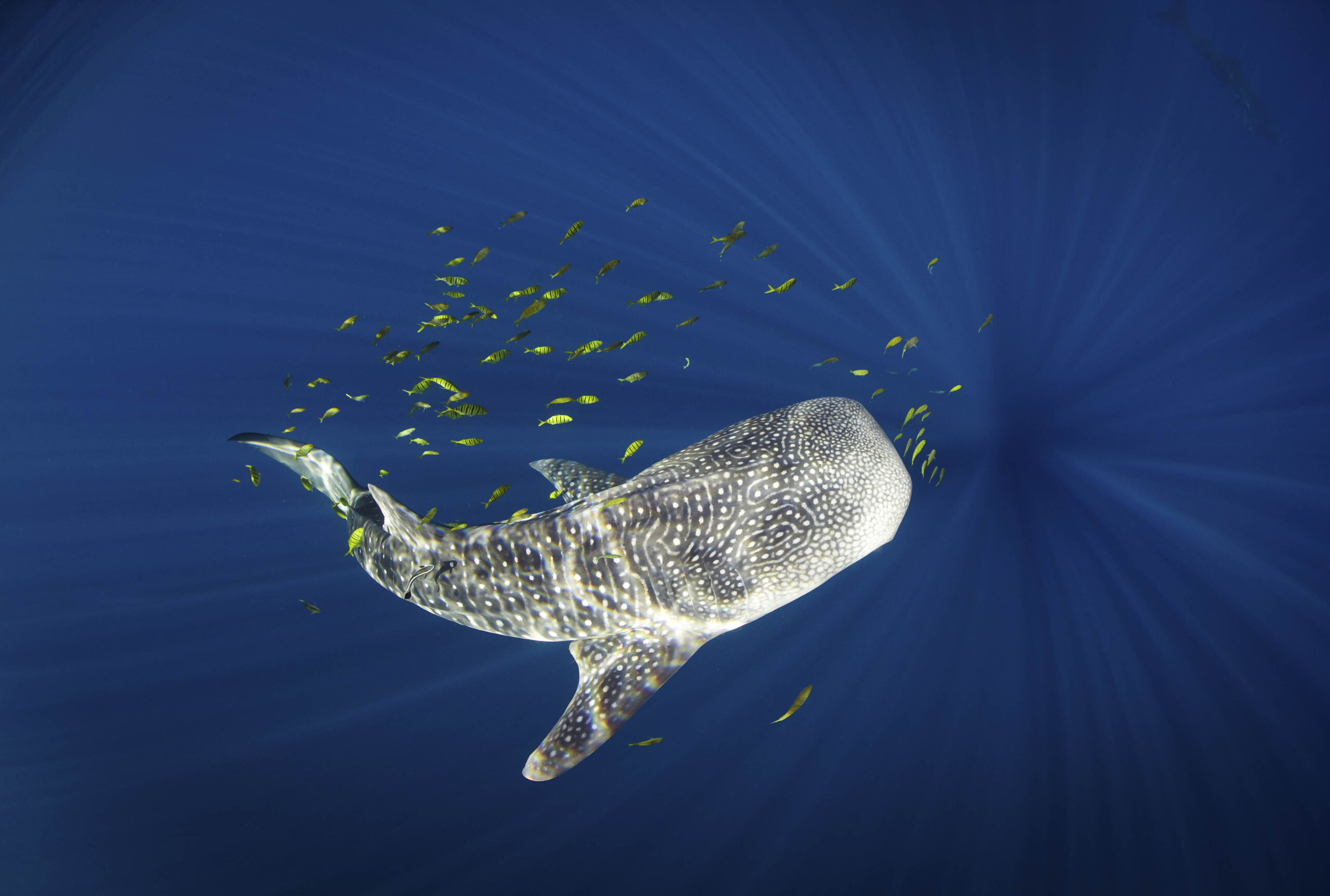 5 Fin-credible Facts About Whale Sharks - Ocean Conservancy