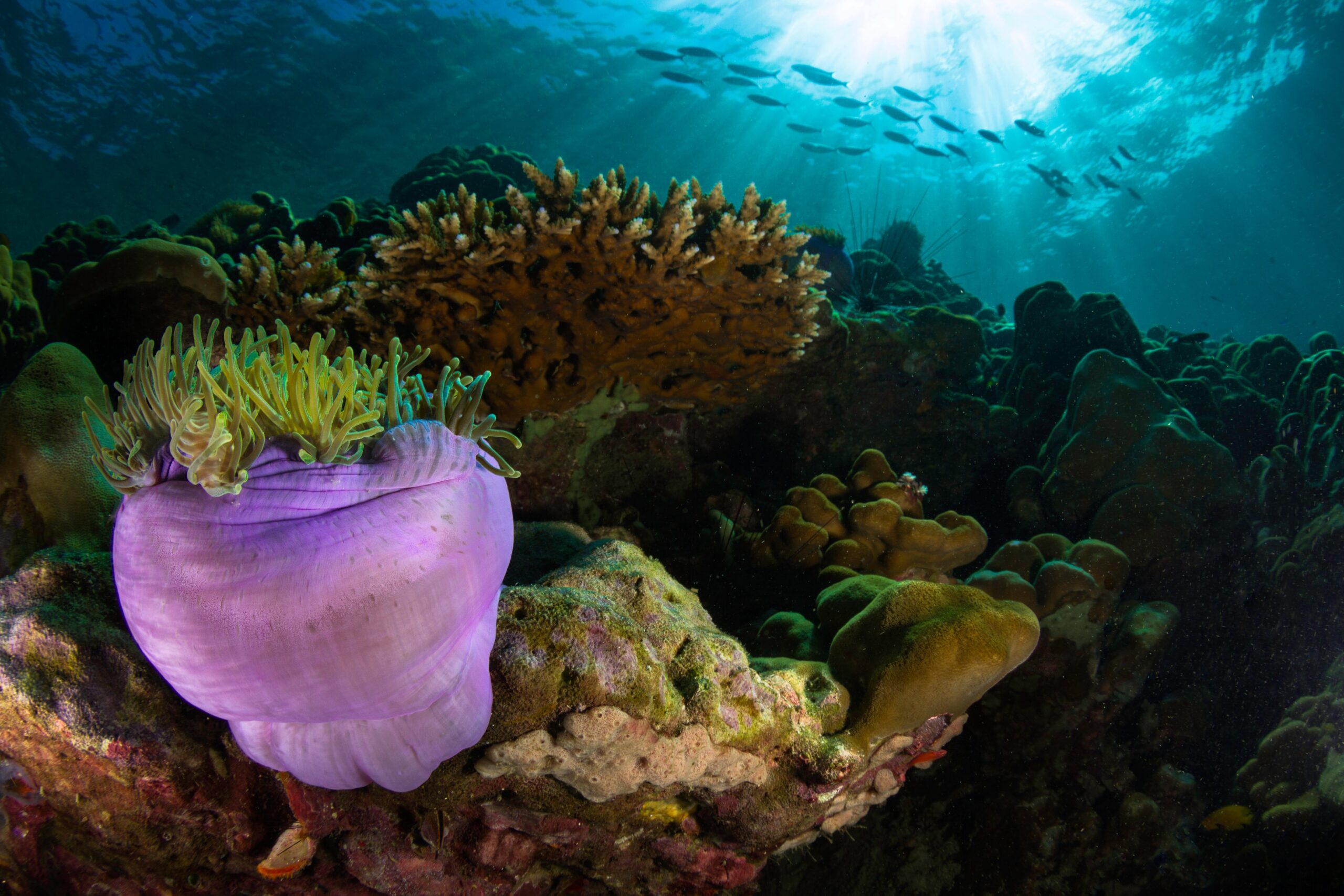 NOAA Awards $3.5 Million to Research Impact of Acidification on Complex ...