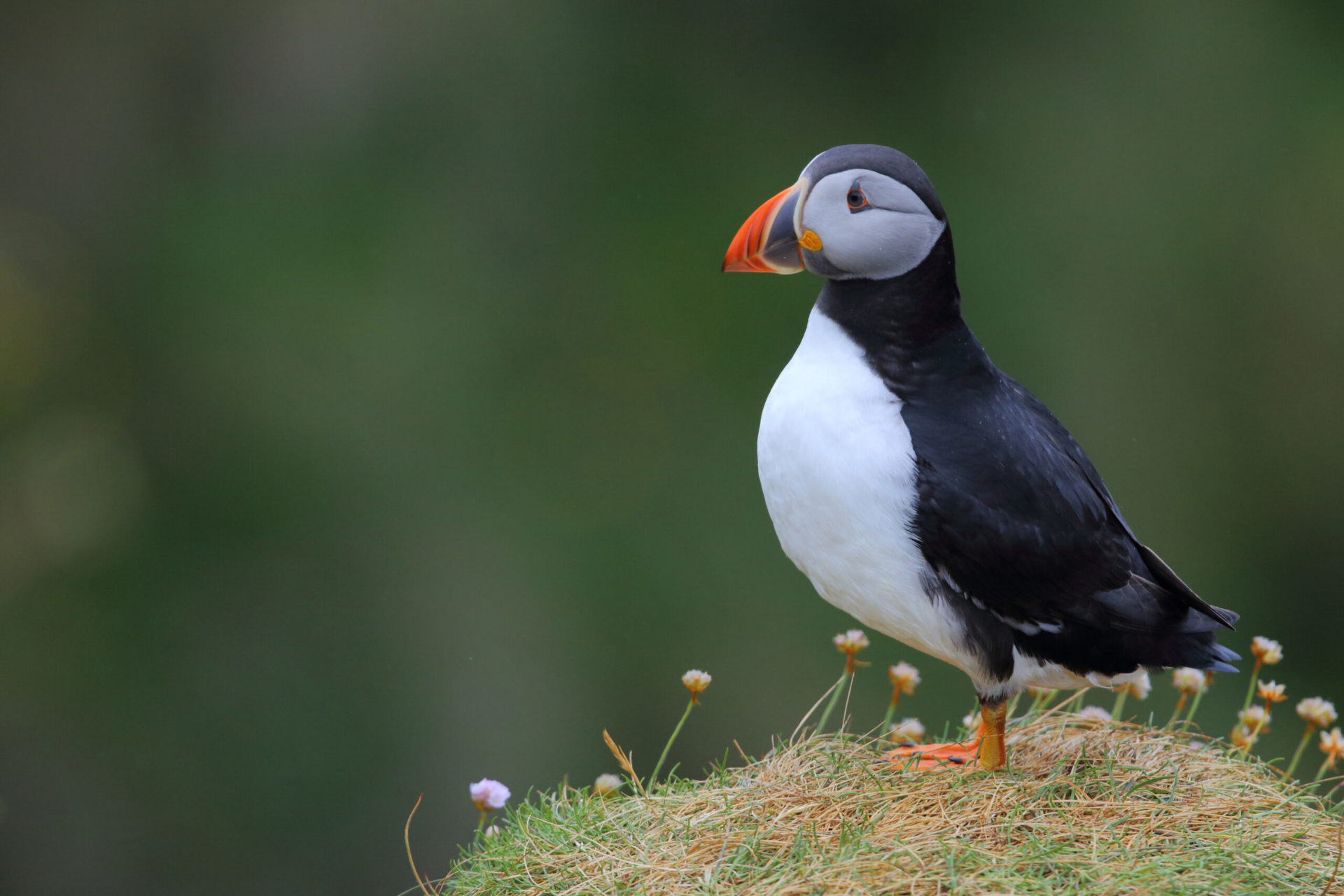 Puffin - Ocean Conservancy