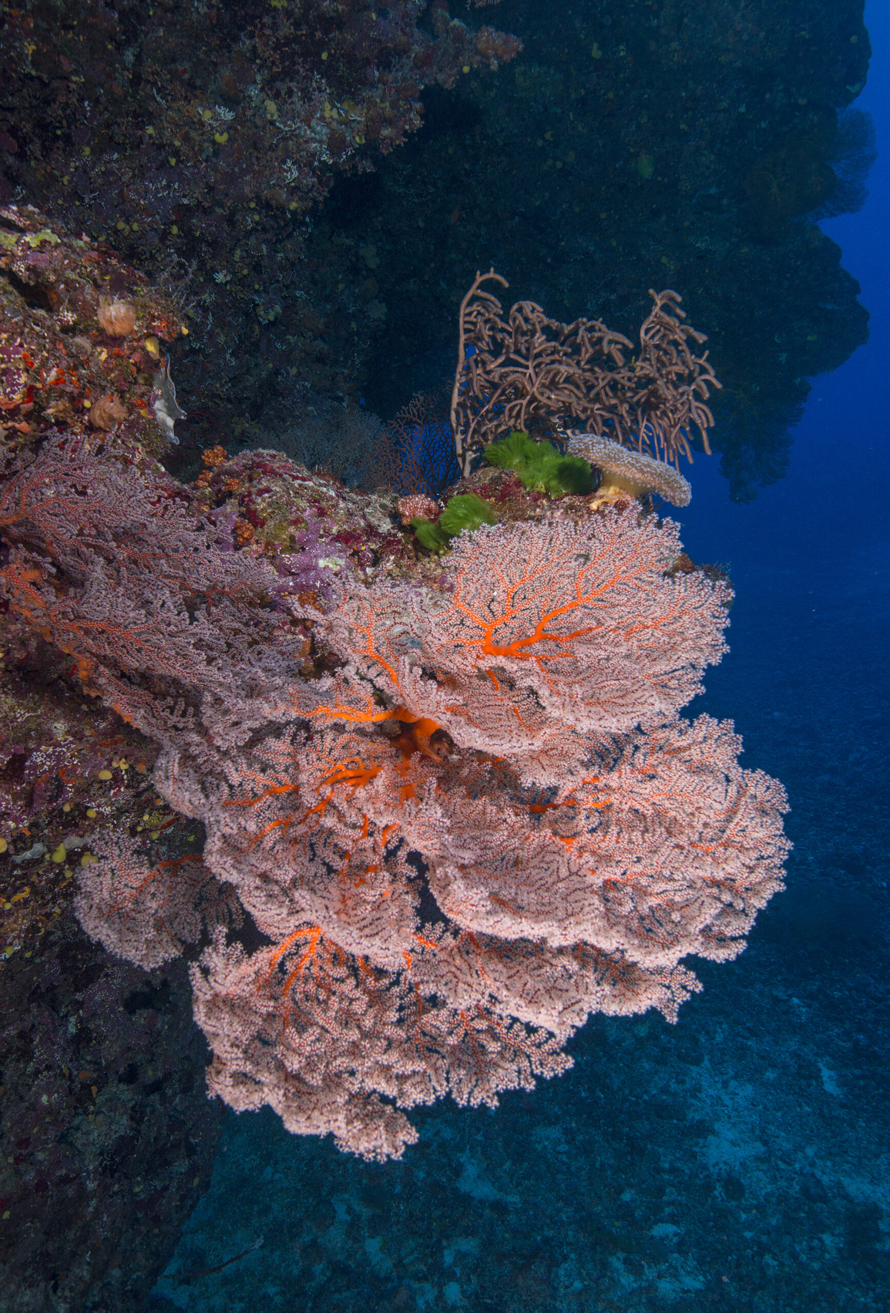 What is a Coral Reef? - Ocean Conservancy