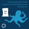 Wildlife Fact Sheets: Giant Pacific Octopus - Ocean Conservancy
