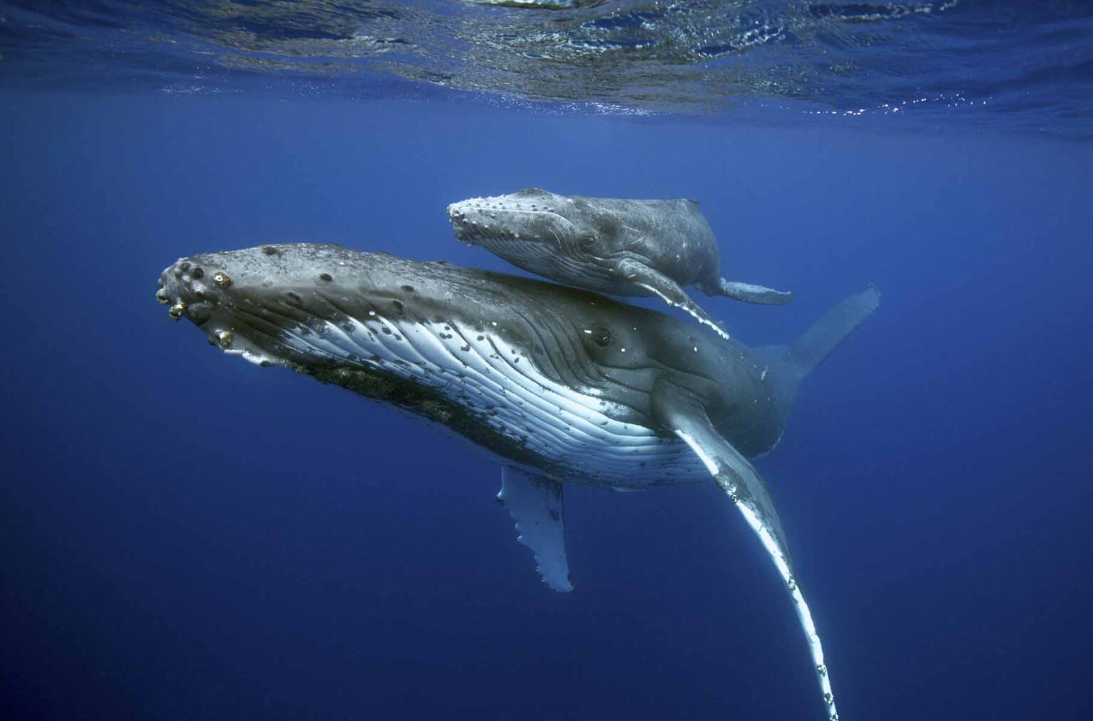 Humpback whale - Ocean Conservancy