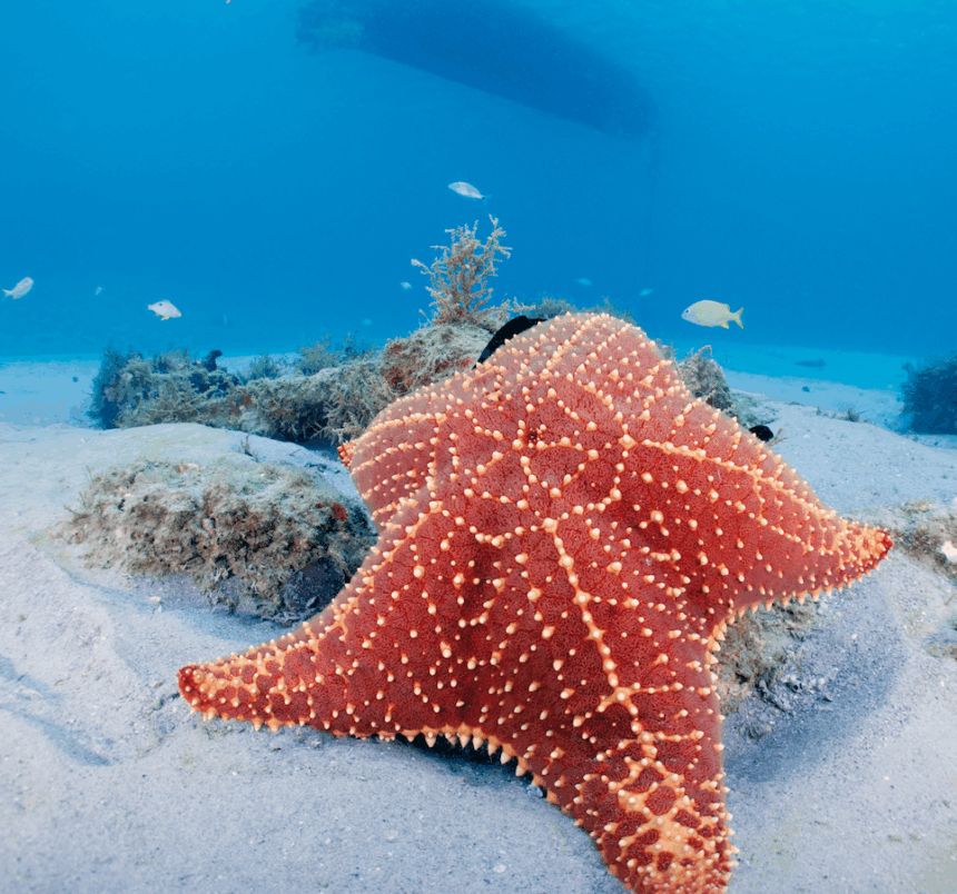 7 Facts About Sea Stars That Are Out of This World - Ocean Conservancy