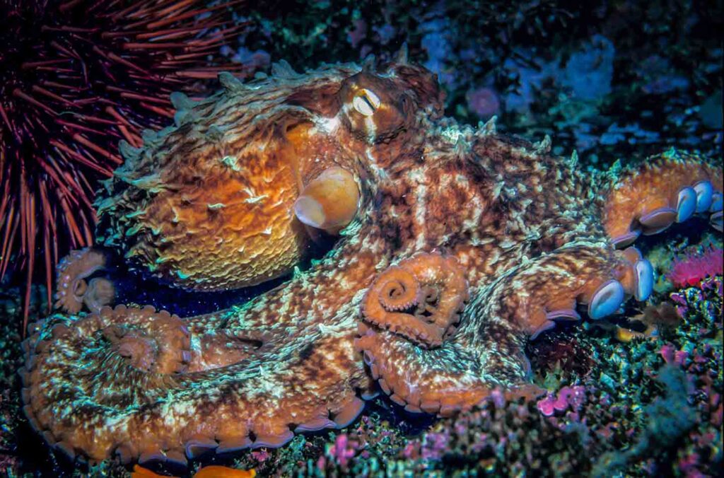 Giant Pacific Octopus - Ocean Conservancy